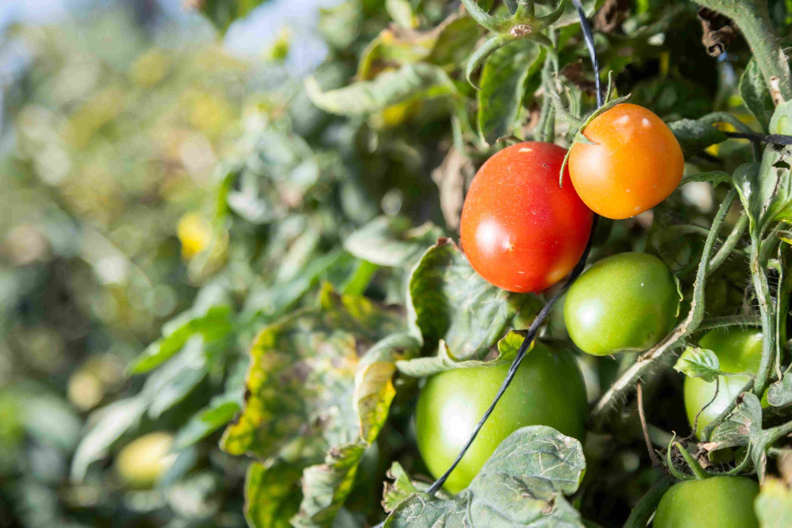 Grupo Herdez pionero en cultivos sustentables