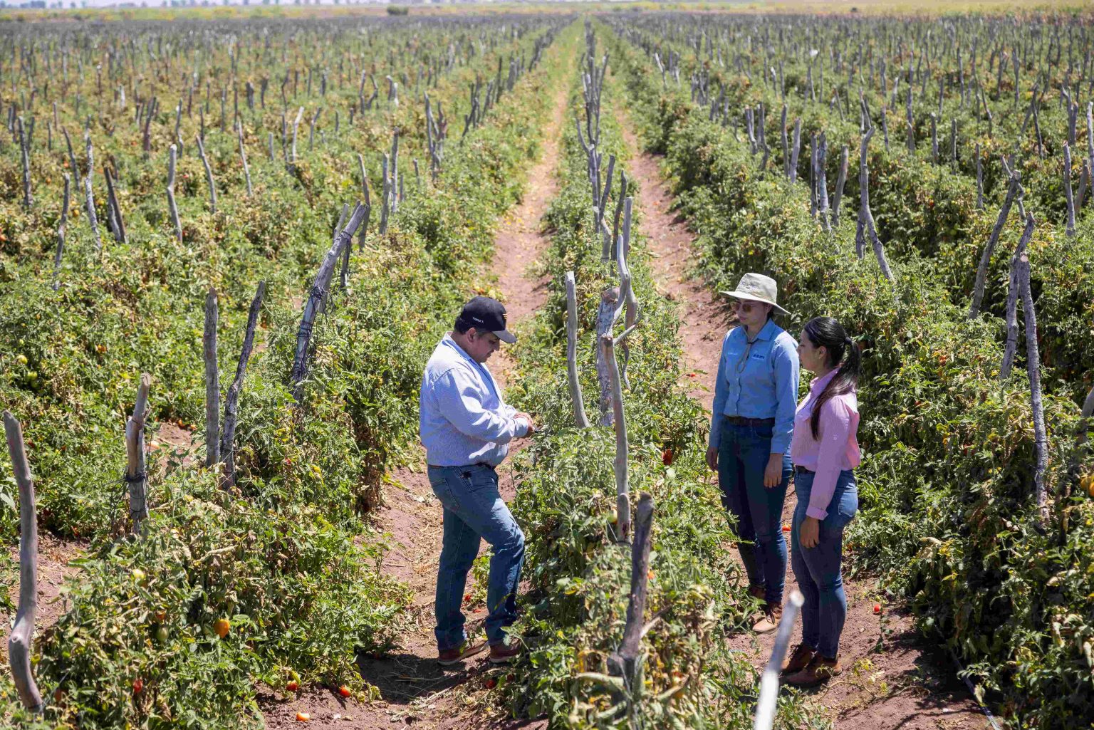 Grupo Herdez pionero en cultivos sustentables